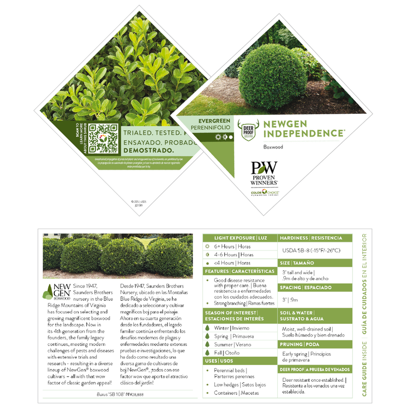 Boxwood | NewGen Independence® | Proven Winners® Shrubs – Proven ...