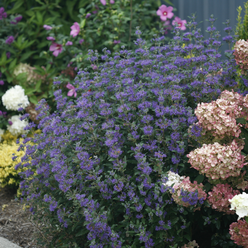 Bluebeard | Beyond Midnight® | Proven Winners® Shrubs – Proven Winners ...