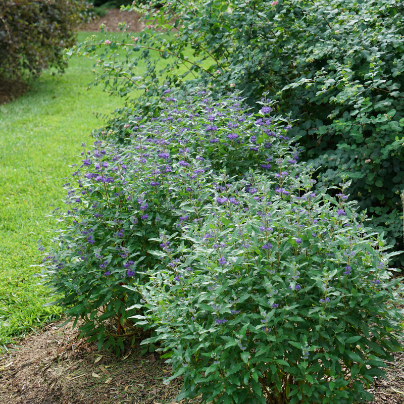 Bluebeard | Beyond Midnight® | Proven Winners® Shrubs – Proven Winners ...