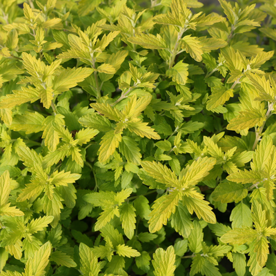 Bluebeard | Sunshine Blue® II | Proven Winners® Shrubs – Proven Winners ...