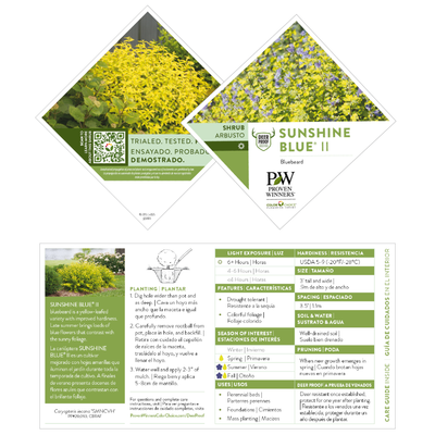 Bluebeard | Sunshine Blue® II | Proven Winners® Shrubs – Proven Winners ...