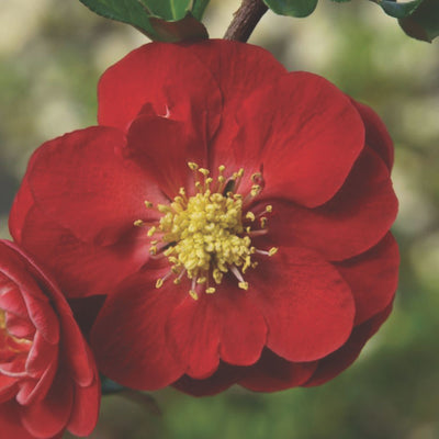 Quince | Double Take® Scarlet | Proven Winners® Shrubs – Proven Winners ...