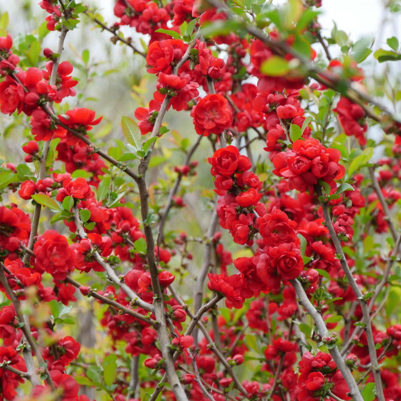 Quince | Double Take® Scarlet | Proven Winners® Shrubs – Proven Winners ...