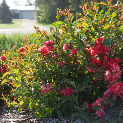 Quince | Double Take® Peach | Proven Winners® Shrubs – Proven Winners ...