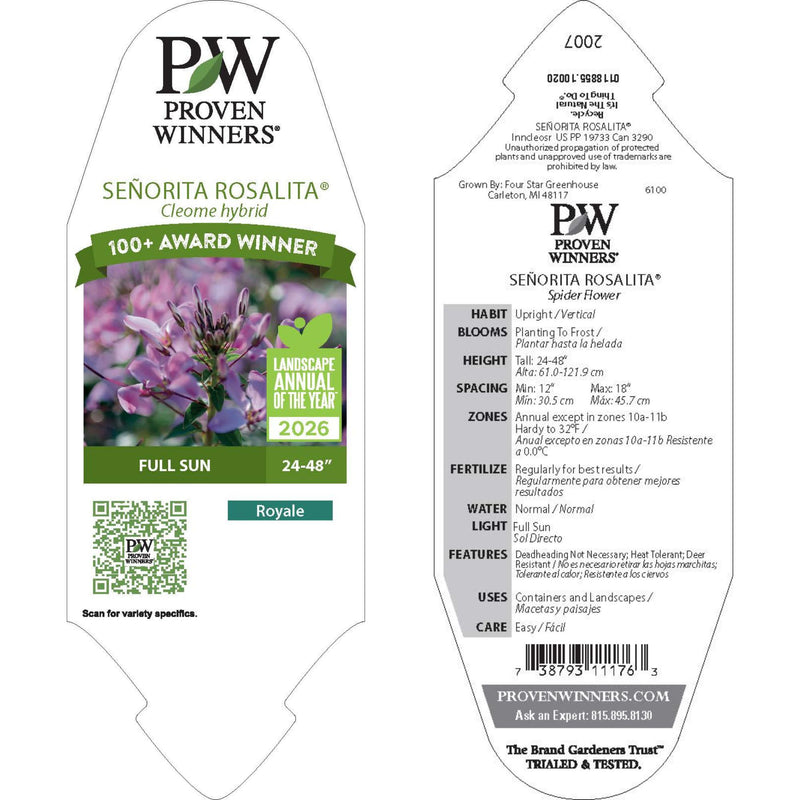 Spider Flower | Señorita Rosalita® | Proven Winners® Annuals – Proven ...