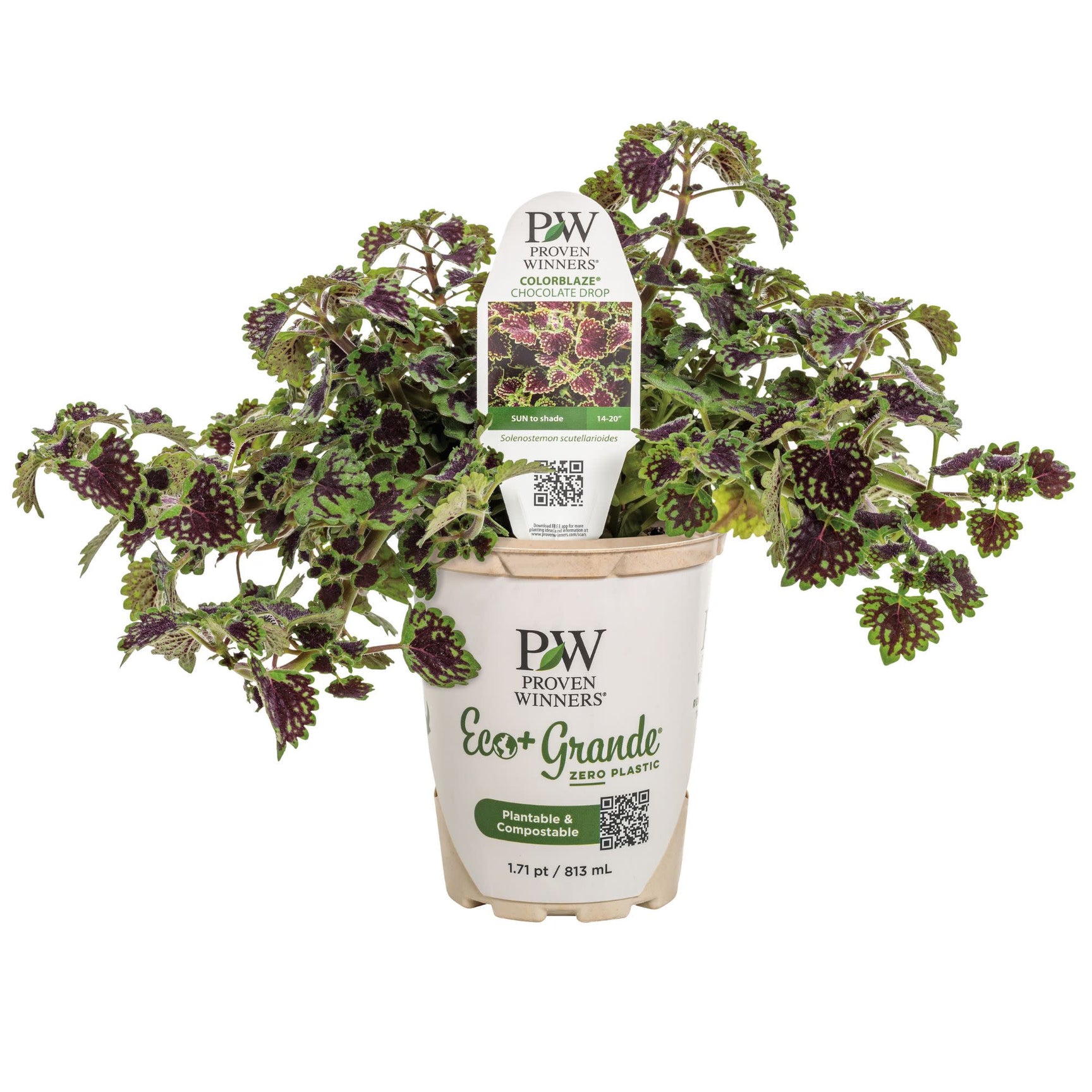 Proven Winners® Coleus – Proven Winners Direct™