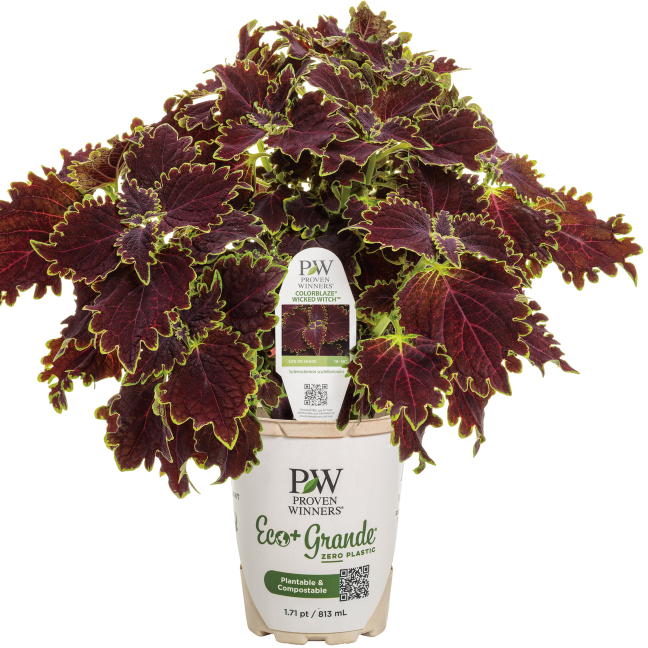 Proven Winners® Coleus – Proven Winners Direct™