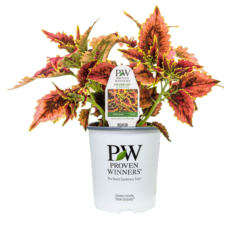 Coleus | Royale ColorBlaze® El Brighto | Proven Winners® Annuals ...