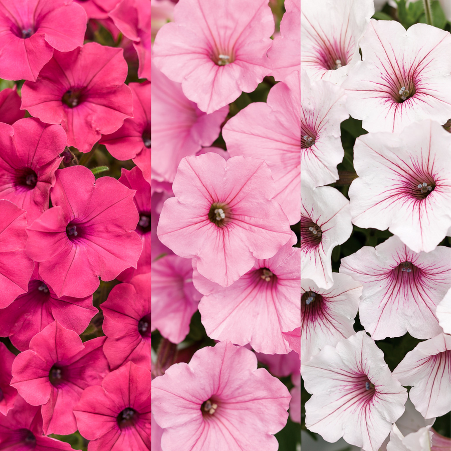 Combinations – Proven Winners Direct™