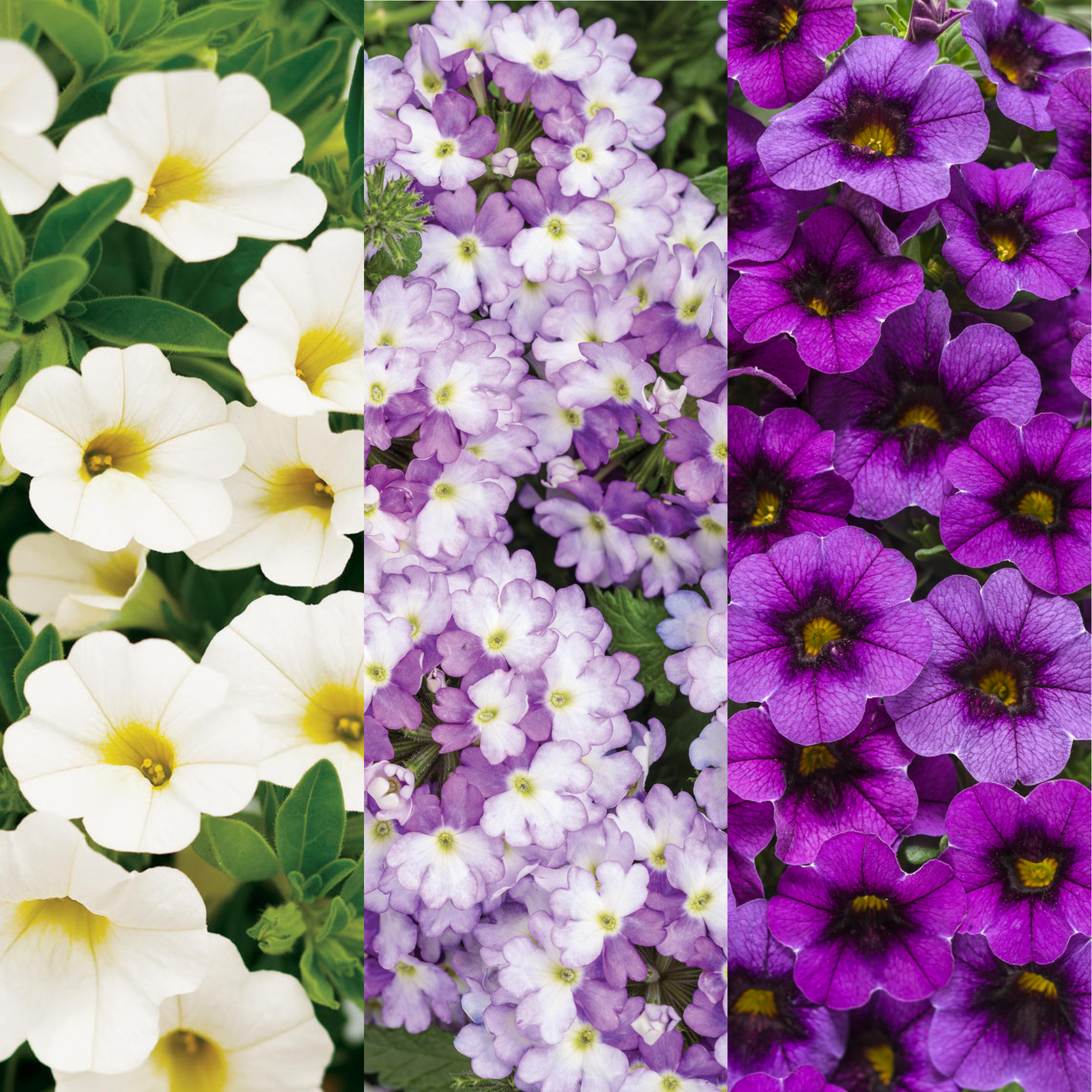 Combination | 6.5 Inch 'Amethyst Dreams' | Proven Winners® Combinations ...