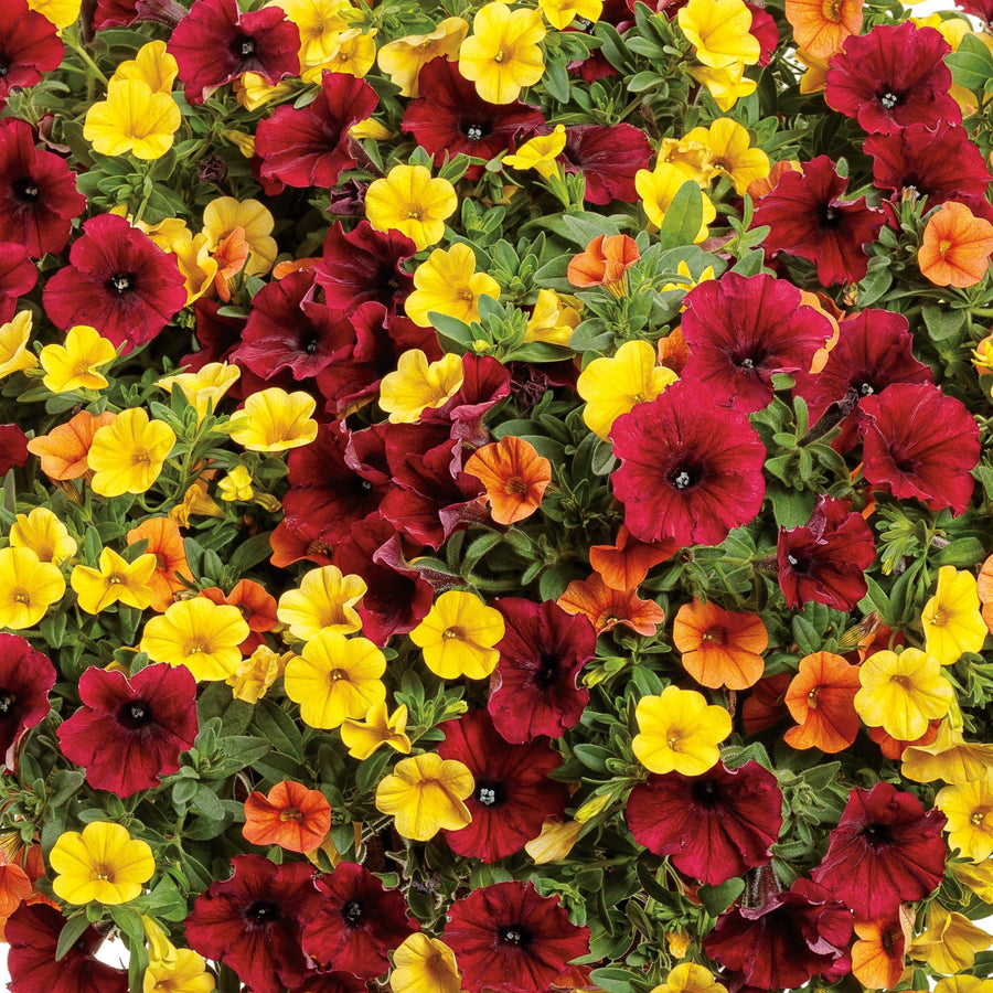 Combinations – Proven Winners Direct™