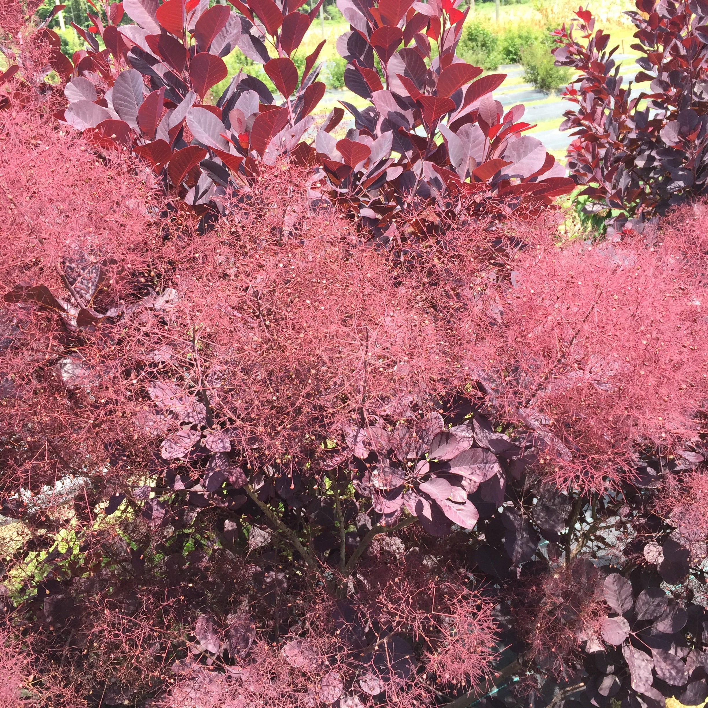 Smokebush | Winecraft Black® | Proven Winners® Shrubs – Proven Winners ...