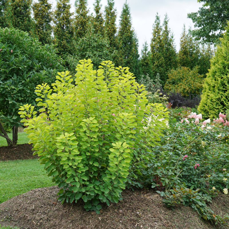 Smokebush | Winecraft Gold® | Proven Winners® Shrubs – Proven Winners ...