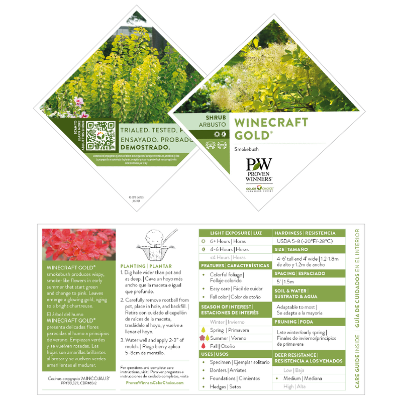 Smokebush | Winecraft Gold® | Proven Winners® Shrubs – Proven Winners ...