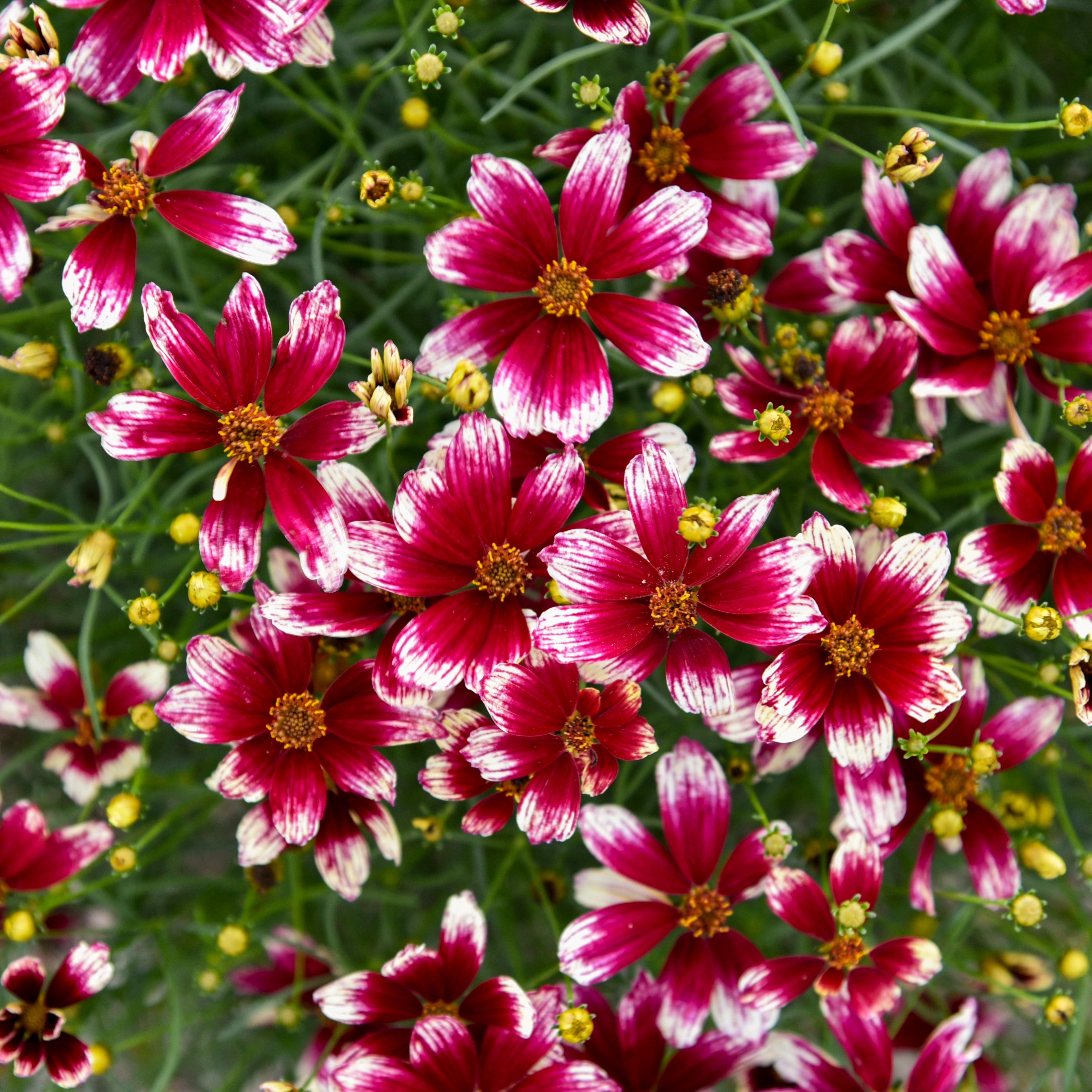 Threadleaf Coreopsis | Designer Threads™ 'Heartstrings' | Proven ...