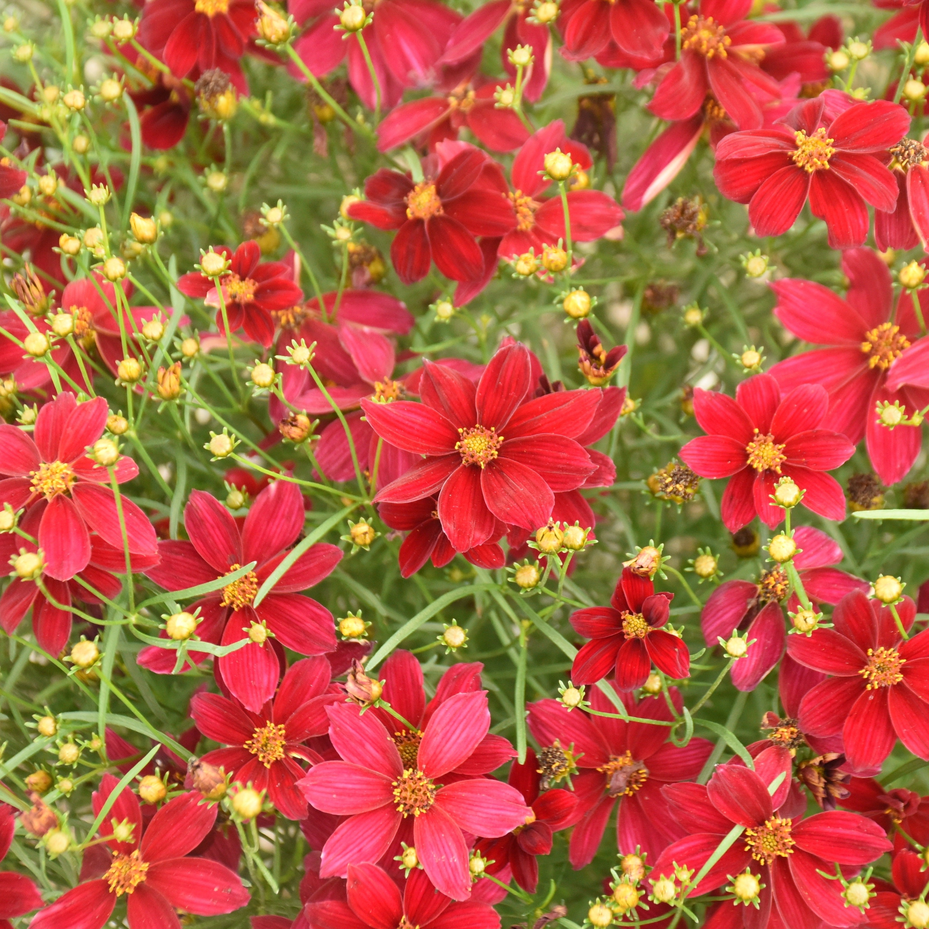 Threadleaf Coreopsis | Designer Threads™ 'Scarlet Ribbons' | Proven ...