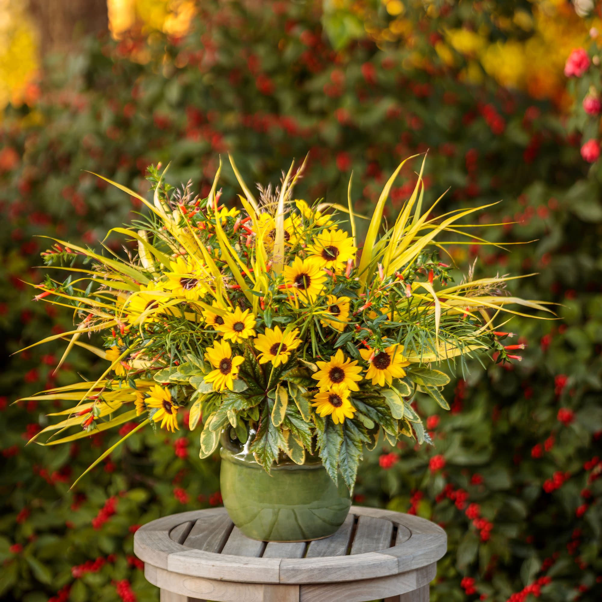 Large Firecracker Plant | Vermillionaire® | Proven Winners® Annuals ...