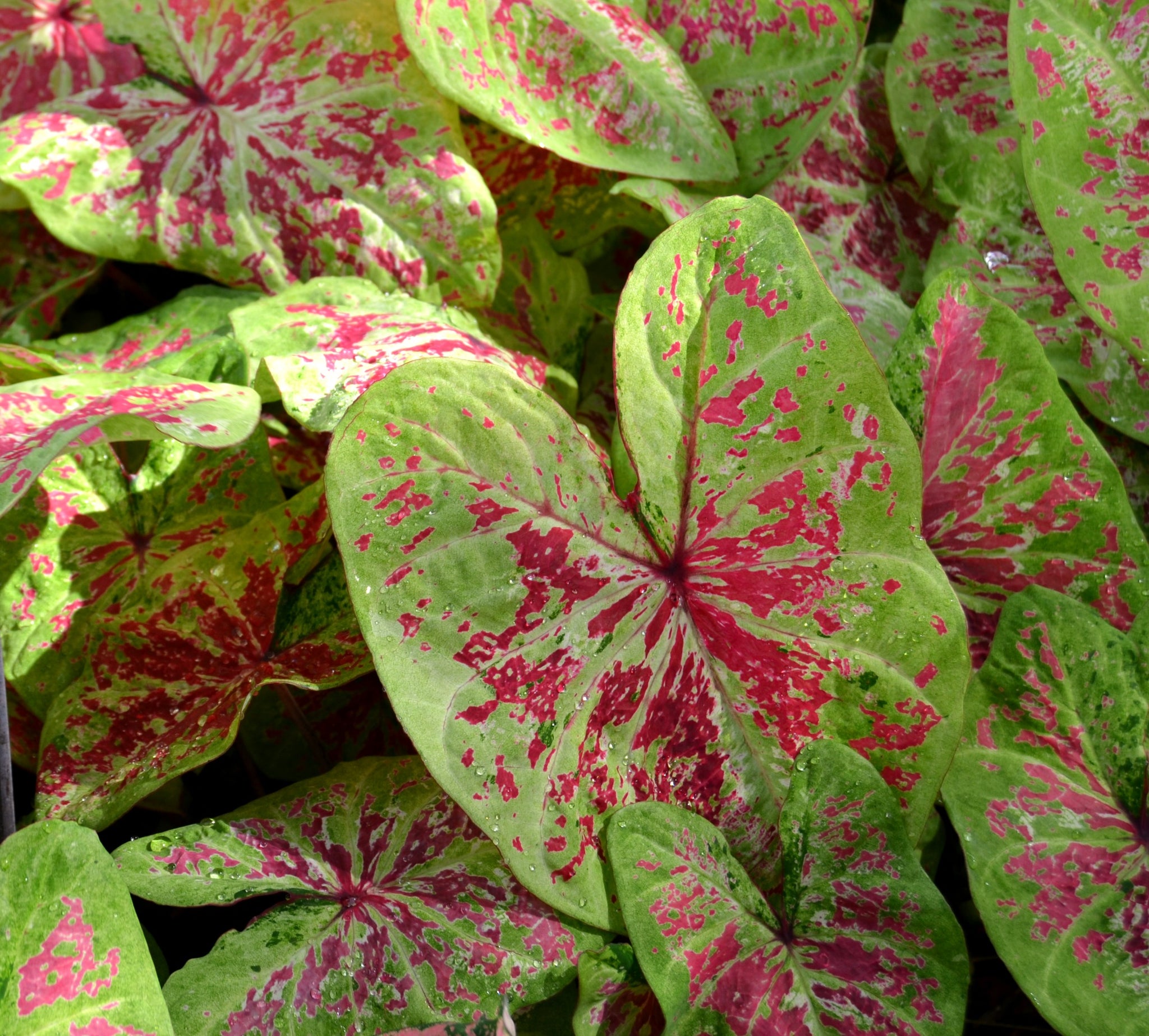 Caladium Bulbs – Proven Winners Direct™