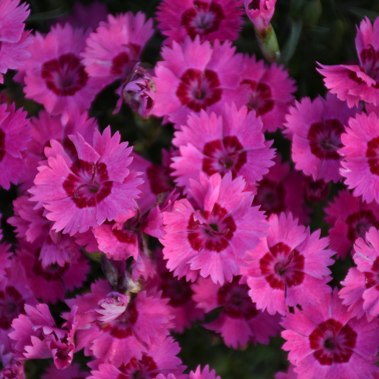 Pinks | 'Paint the Town Fancy' | Proven Winners® Perennials – Proven ...