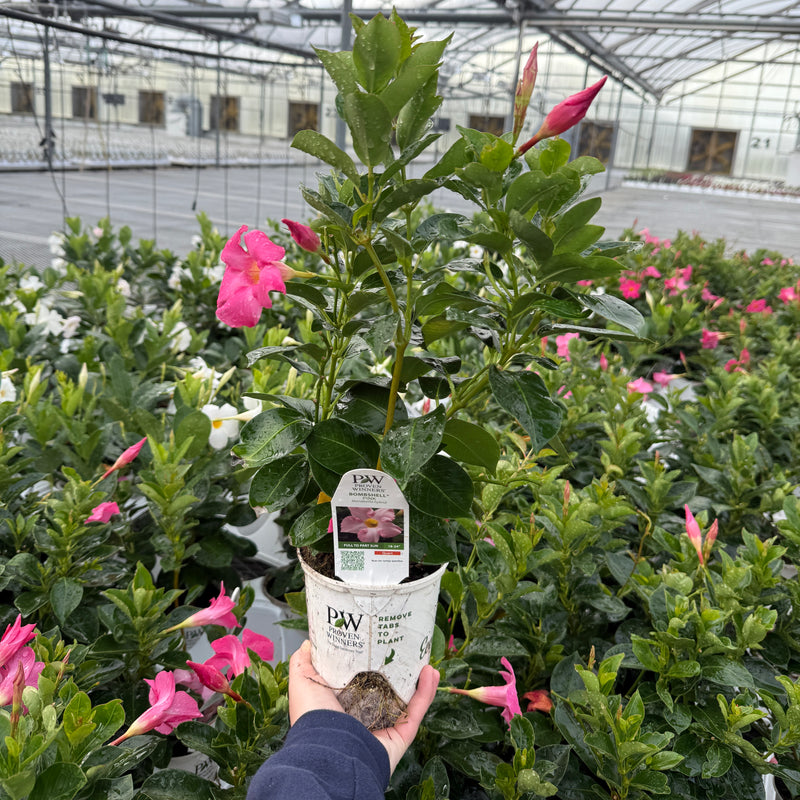 Rocktrumpet | Bombshell® Pink | Proven Winners® Annuals – Proven ...