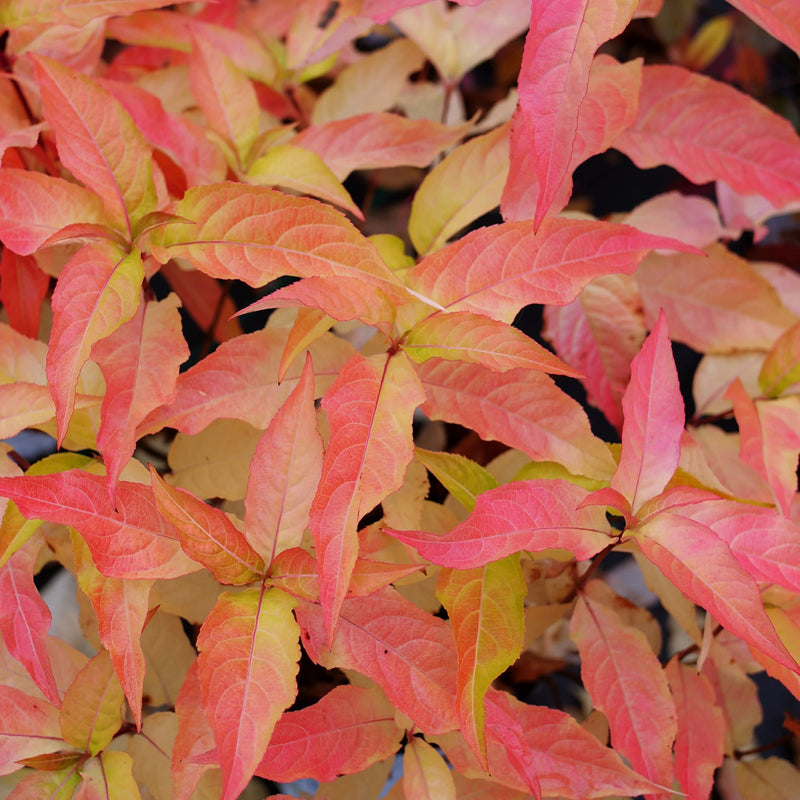 Diervilla | Kodiak® Orange | Proven Winners® Shrubs – Proven Winners ...