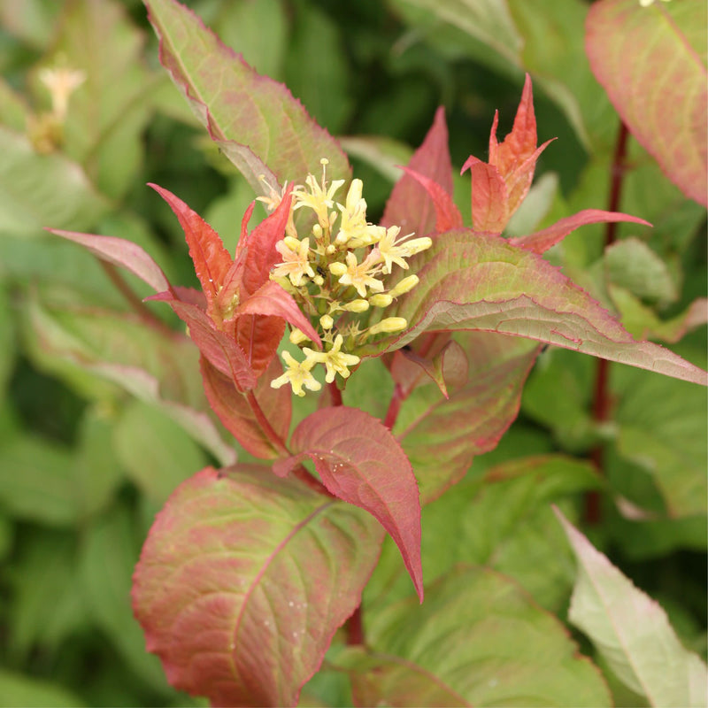 Diervilla | Kodiak® Orange | Proven Winners® Shrubs – Proven Winners ...