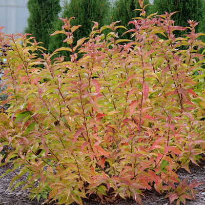 Diervilla | Kodiak® Orange | Proven Winners® Shrubs – Proven Winners ...