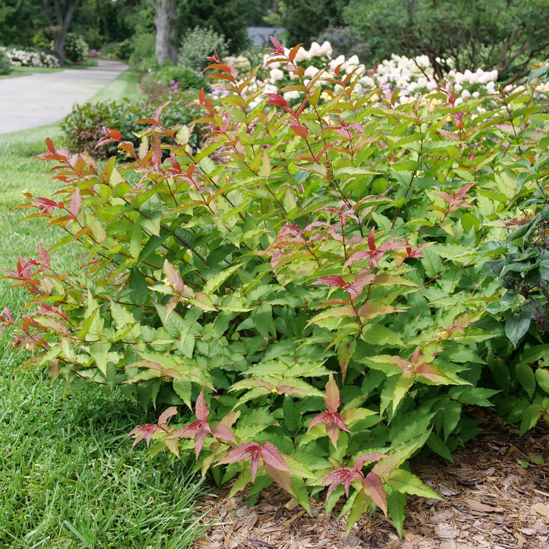 Diervilla | Kodiak® Red 2.0 | Proven Winners® Shrubs – Proven Winners ...