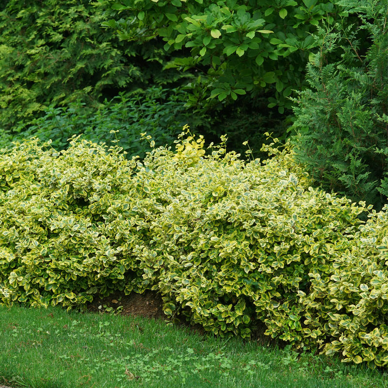 Wintercreeper | Gold Splash® | Proven Winners® Shrubs – Proven Winners ...