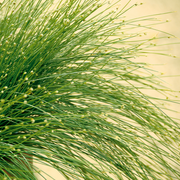 Proven Winners® Graceful Grasses® – Proven Winners Direct™