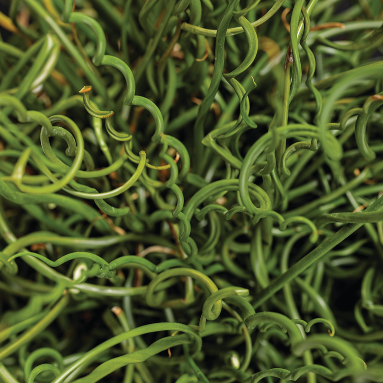 Corkscrew Rush | Graceful Grasses® Curly Wurly | Proven Winners ...