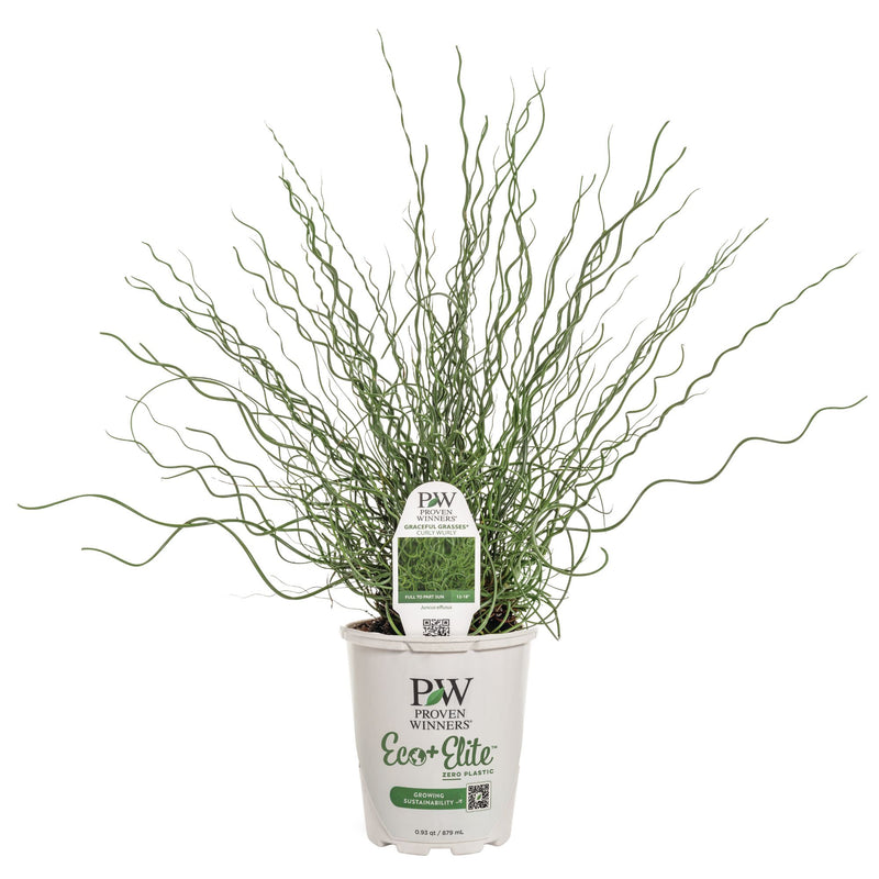 Corkscrew Rush | Graceful Grasses® Curly Wurly | Proven Winners ...