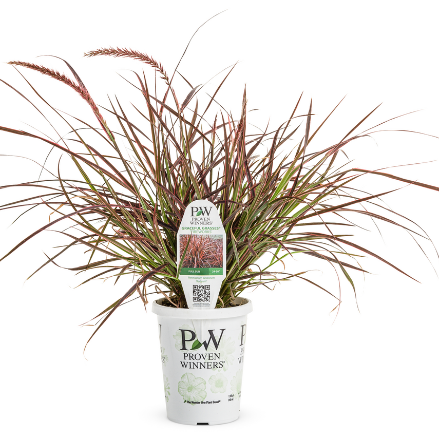 Proven Winners® Graceful Grasses® – Proven Winners Direct™