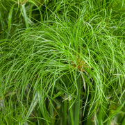 Proven Winners® Graceful Grasses® – Proven Winners Direct™