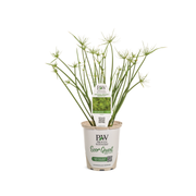 Proven Winners® Graceful Grasses® – Proven Winners Direct™