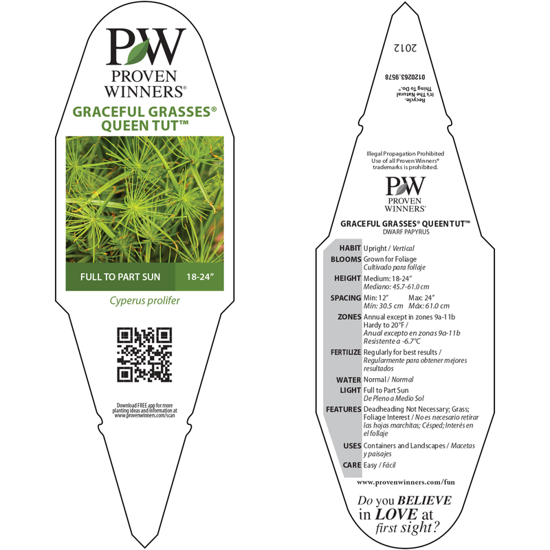 Dwarf Papyrus | Graceful Grasses® Queen Tut™ | Proven Winners® Annuals ...
