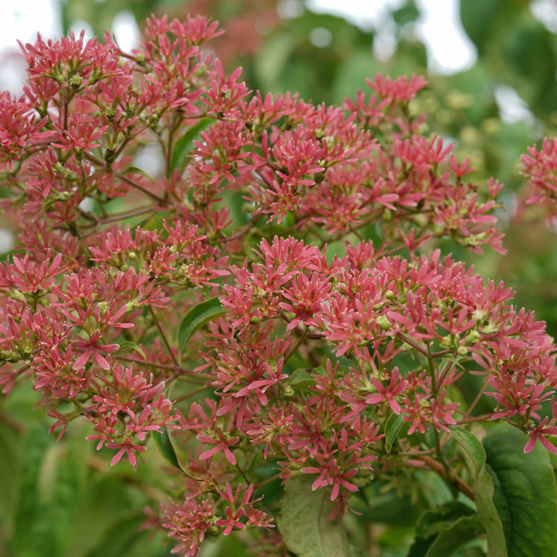 Seven-Son Flower | Temple Of Bloom® | Proven Winners® Shrubs – Proven ...