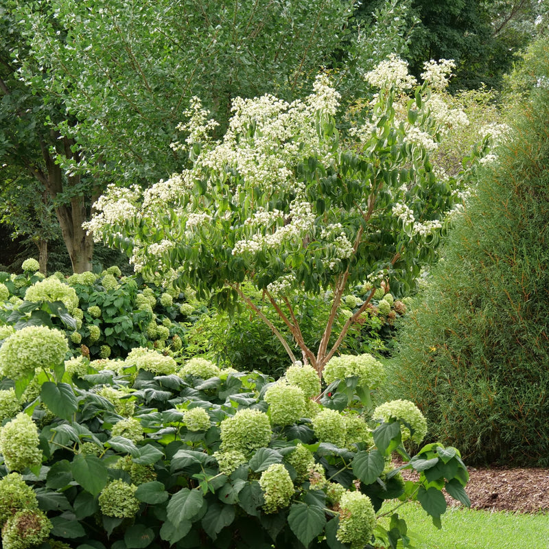 Seven-Son Flower | Temple Of Bloom® | Proven Winners® Shrubs – Proven ...