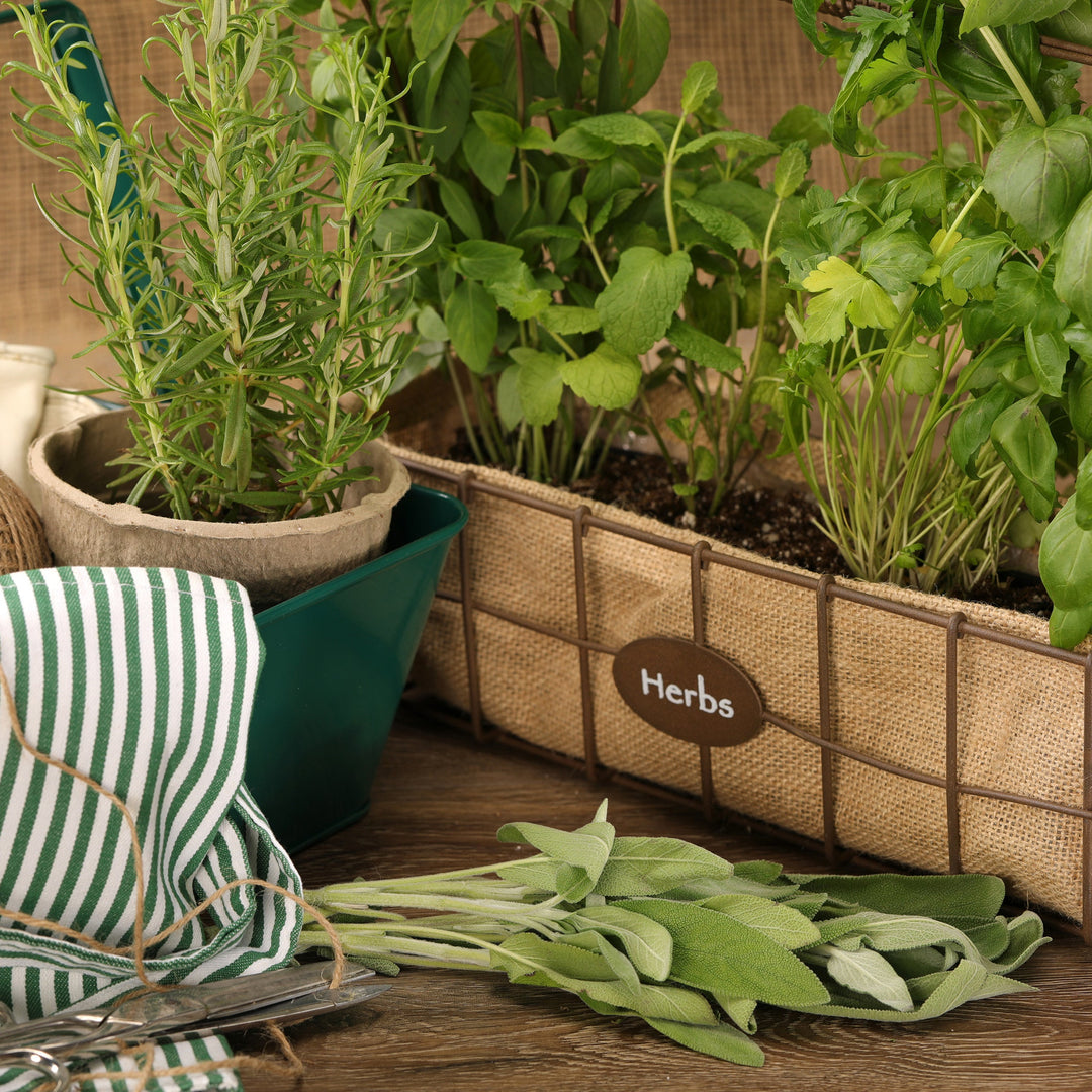 Shop The Largest Selection Of Proven Winners® Plants & Products Online ...