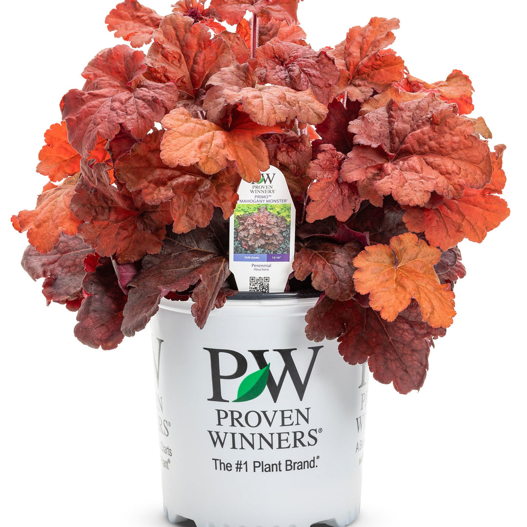 Perennial Flowers | Proven Winners® Direct – Proven Winners Direct™