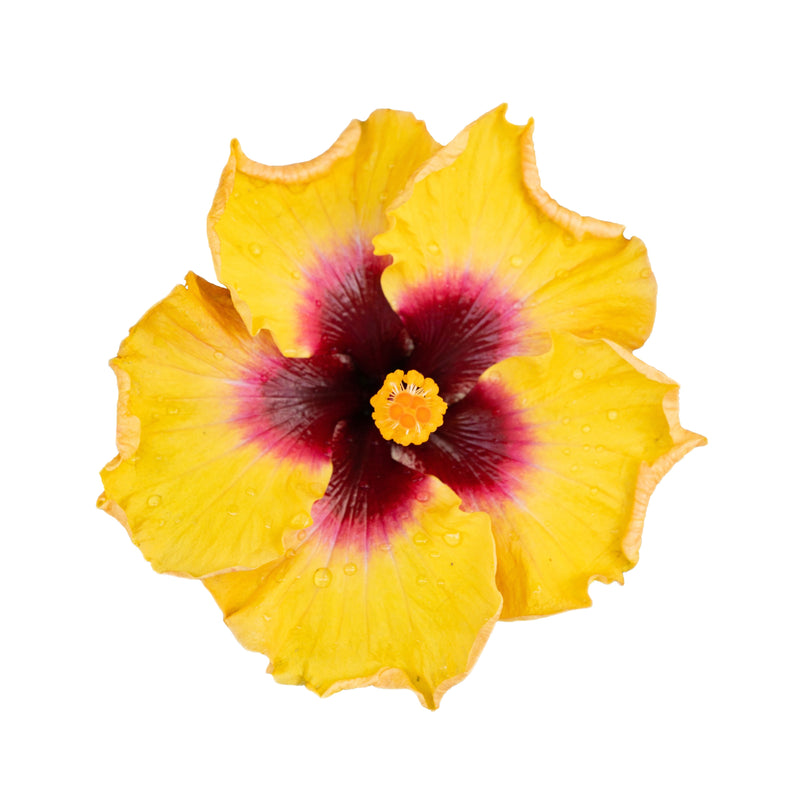 Tropical Hibiscus | Hollywood Hibiscus™ Rico Suave™ | Proven Winners ...