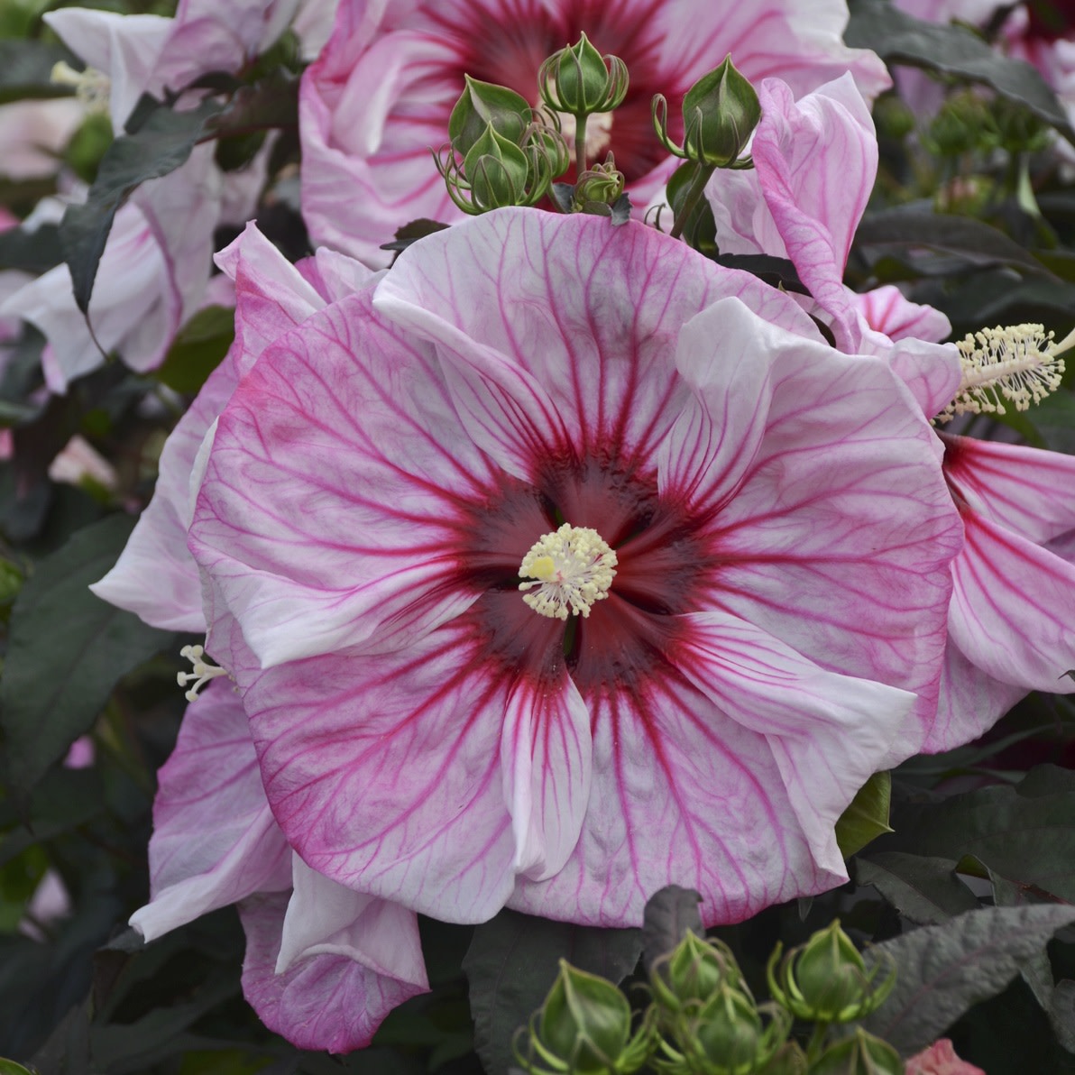 Summerific® Hibiscus – Proven Winners Direct™