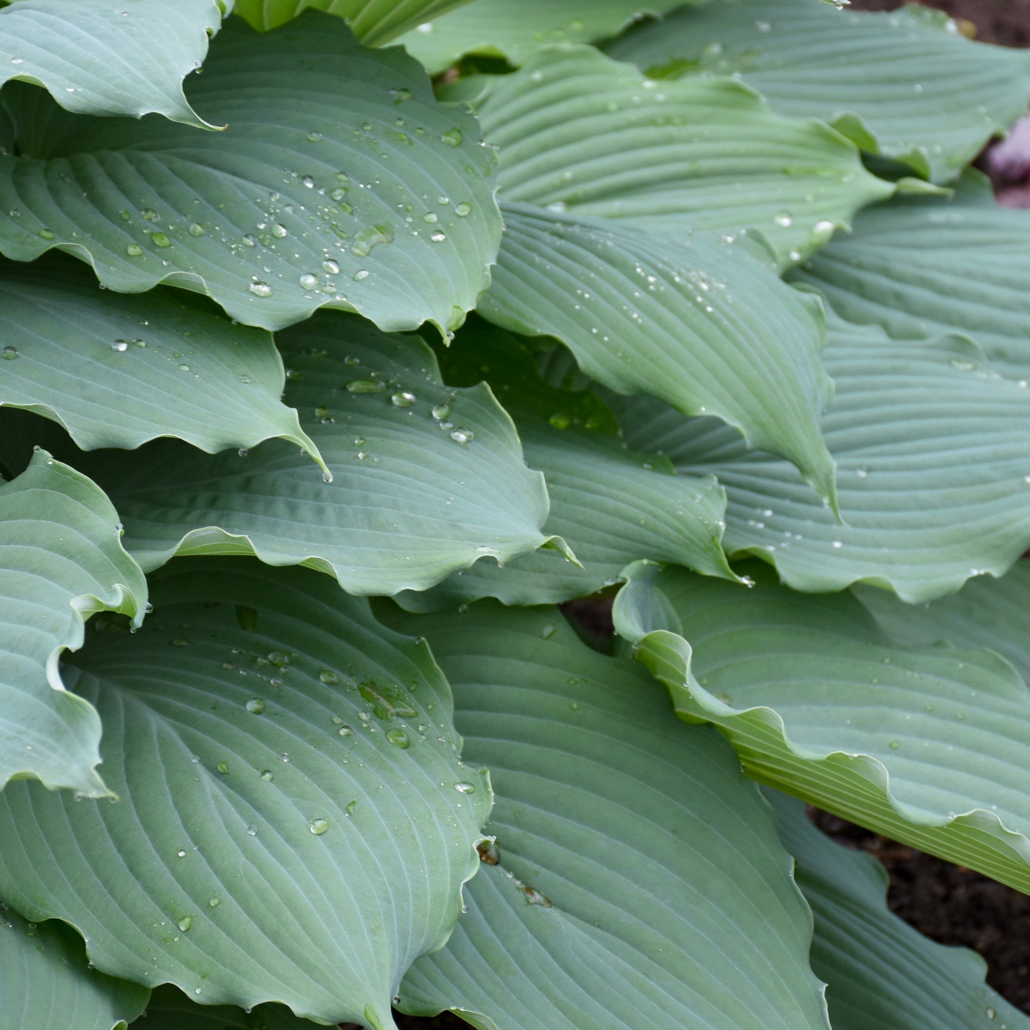 Shadowland® Hosta | Buy Proven Winners® Plants Online – Proven Winners ...
