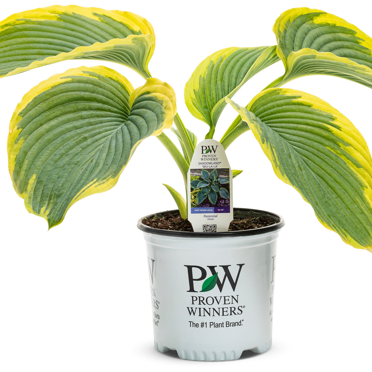 Shadowland® Hosta | Buy Proven Winners® Plants Online – Proven Winners ...