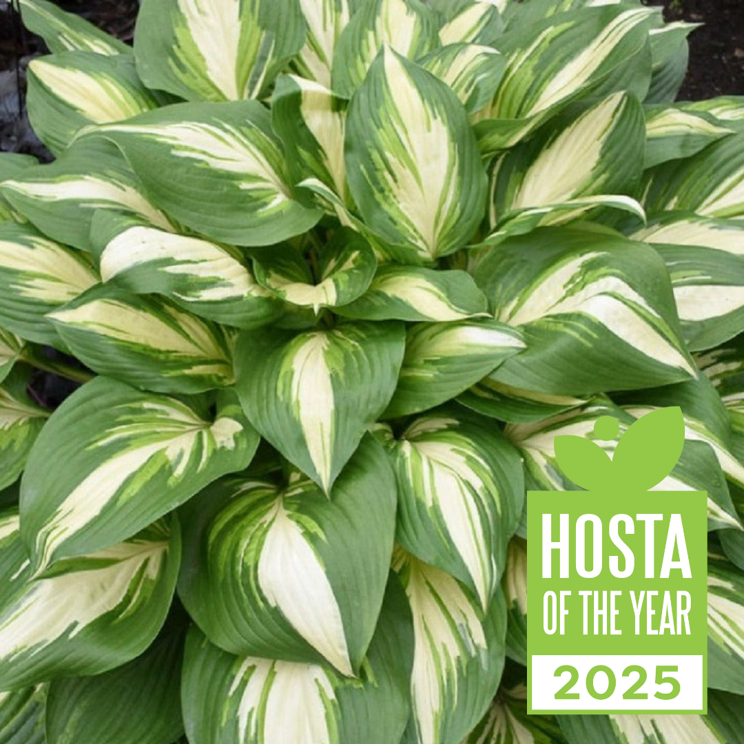 Shadowland® Hosta | Buy Proven Winners® Plants Online – Proven Winners ...