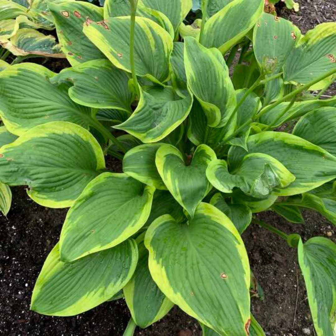 Hosta | Shadowland® 'Lone Star' | Proven Winners® Perennials – Proven ...