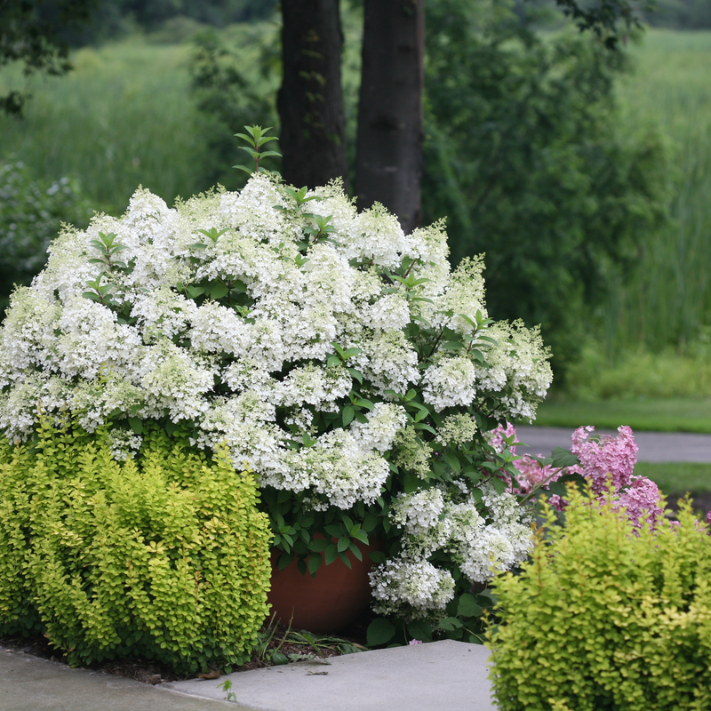 Panicle Hydrangea | Bobo® | Proven Winners® Shrubs – Proven Winners Direct™