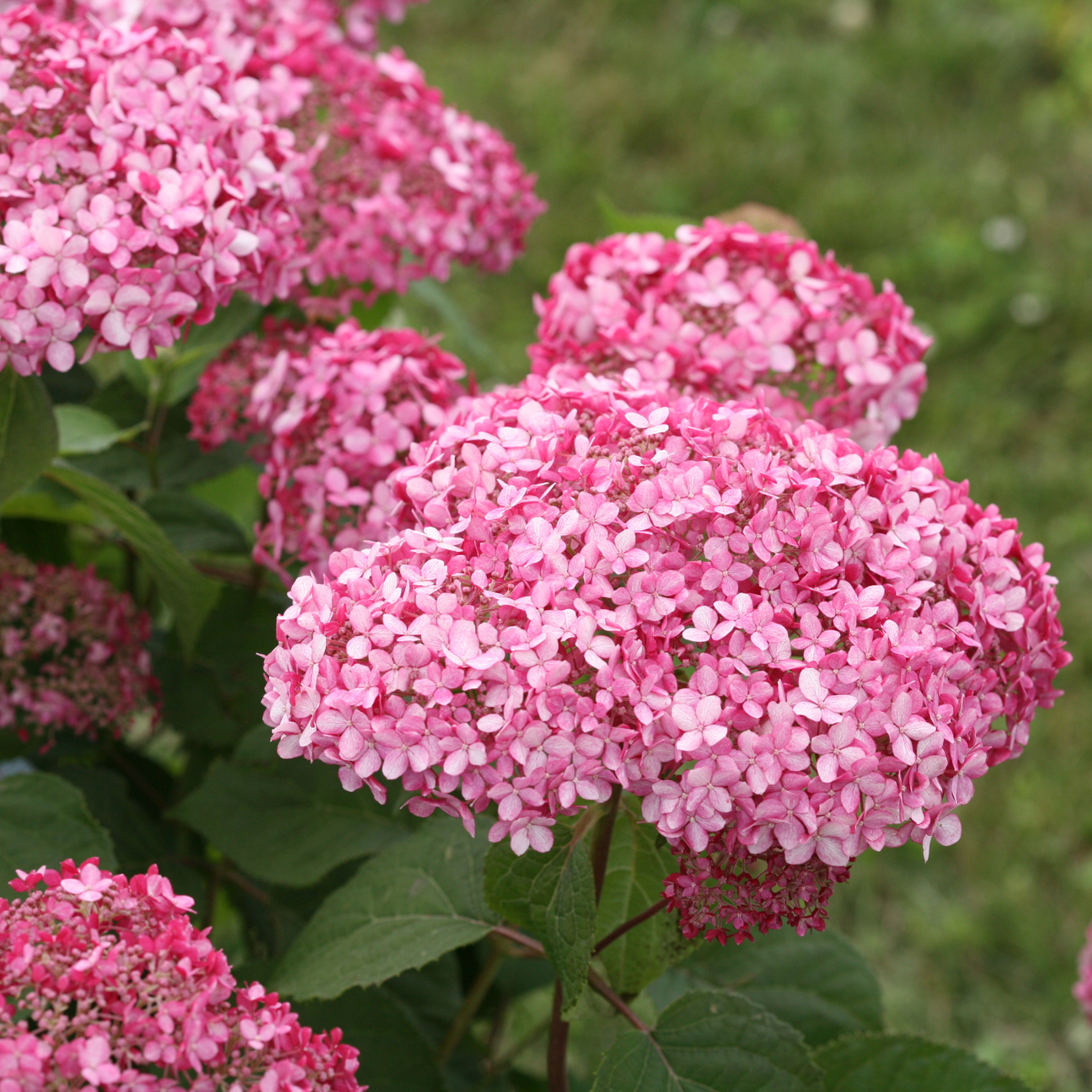 Invincibelle® hydrangeas – Proven Winners Direct™