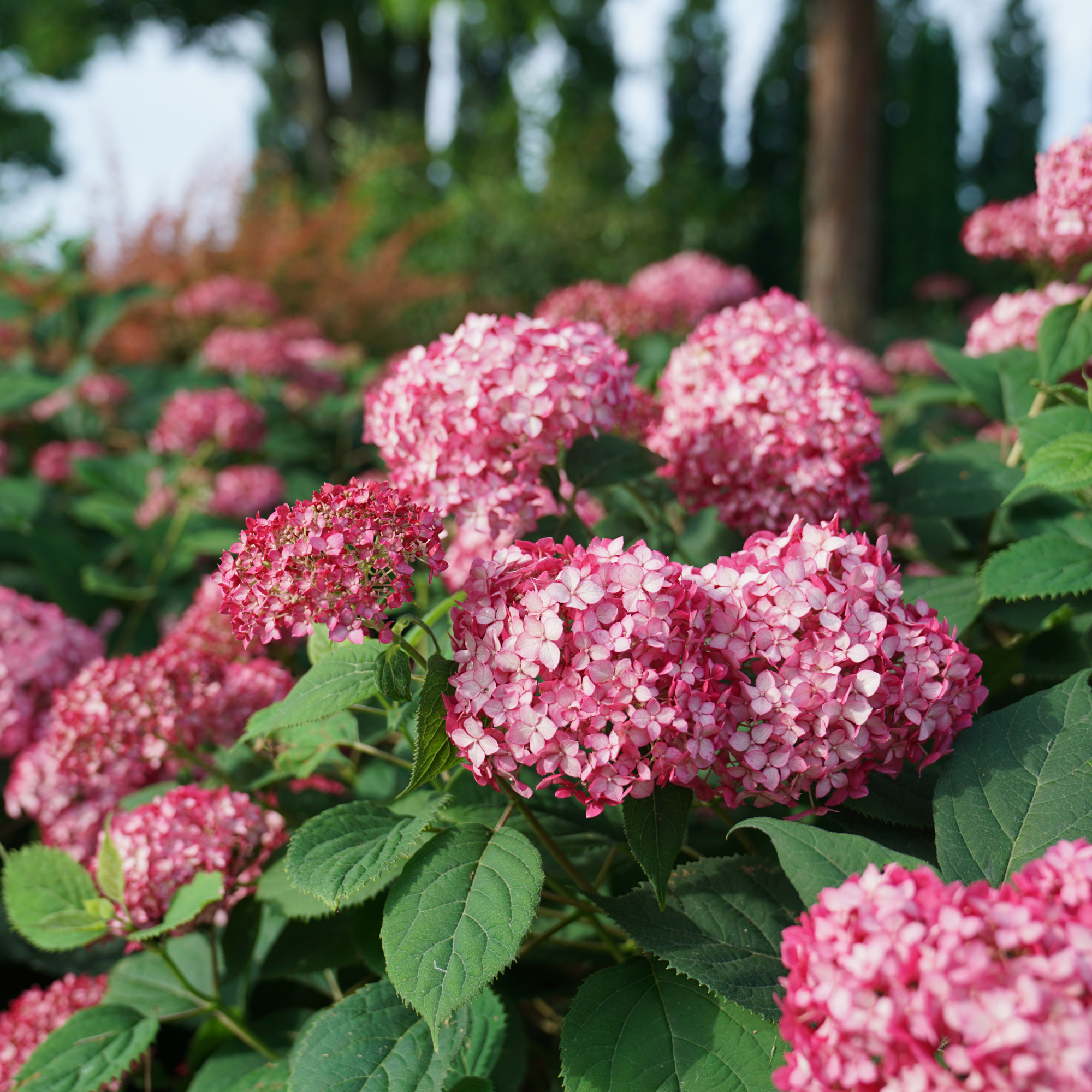 Invincibelle® hydrangeas – Proven Winners Direct™