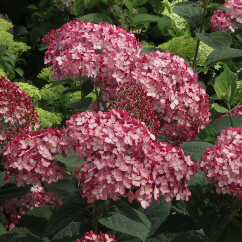 Smooth Hydrangea | Invincibelle® Ruby | Proven Winners® Shrubs – Proven ...
